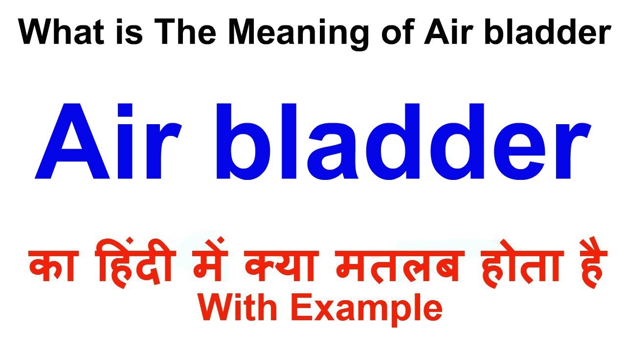 Air bladder Meaning in Hindi | Air bladder Definition | Air bladder Ka ...