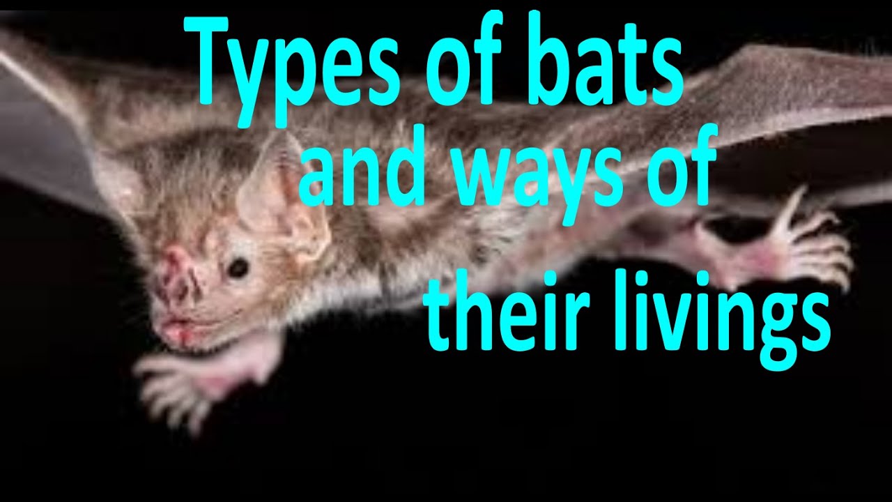 Types of bats and what do they eat - YouTube