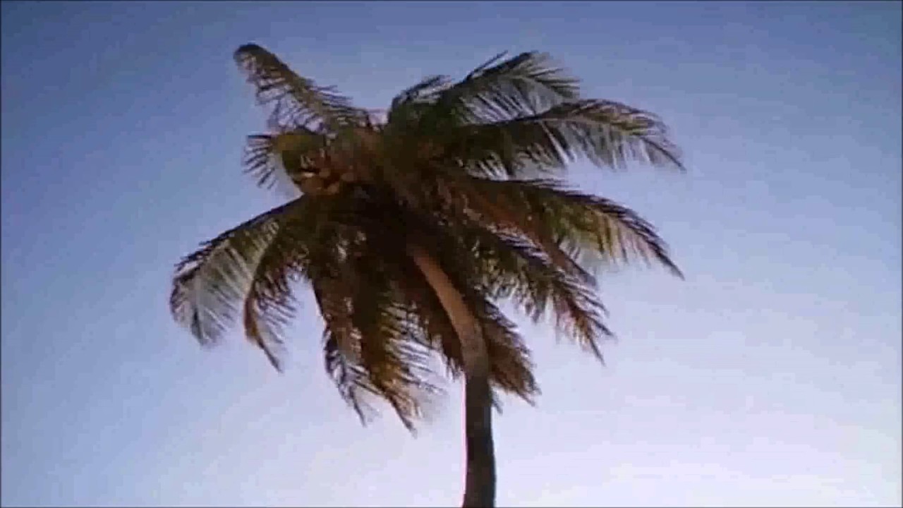 BRASIL - PRAIA DA TIETA DO AGRESTE E O CLONE HD - YouTube