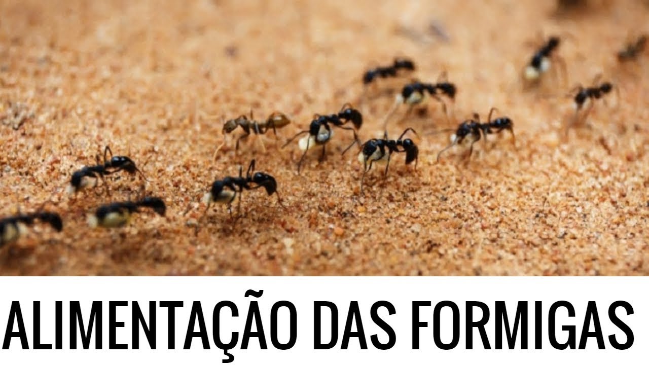 Formigueiro - alimentação das formigas - YouTube