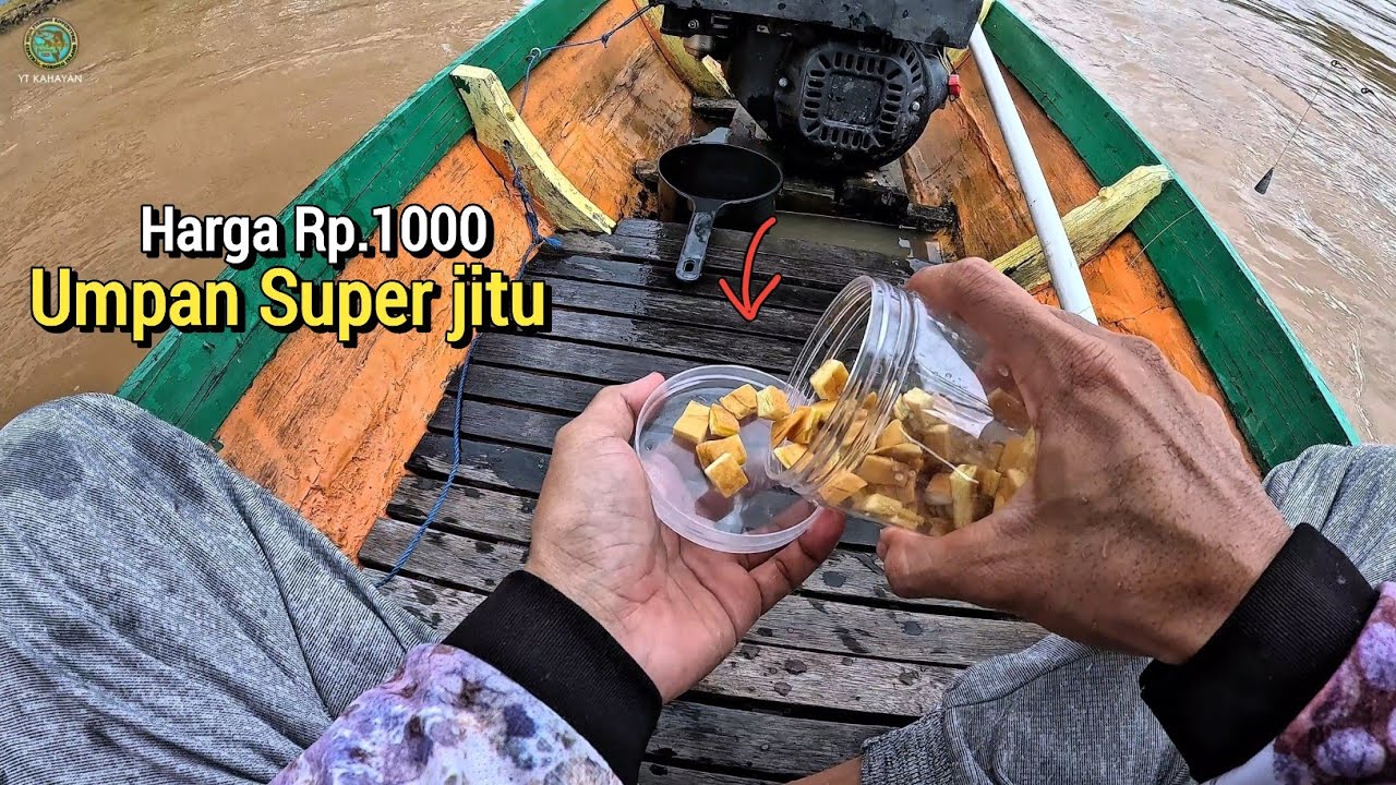 Waktu Yang Tepat Mancing ikan umpan roti - YouTube
