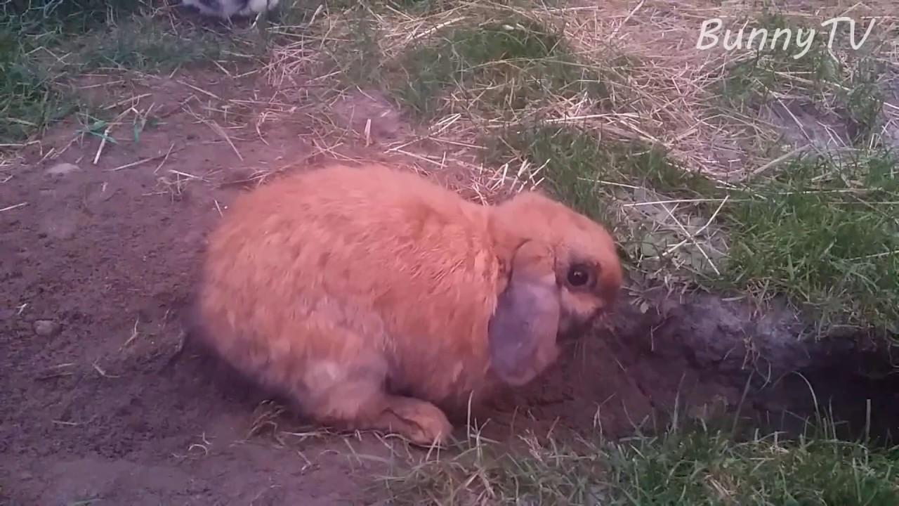 Holly Mini Lop rabbit makes hole and nest for the birth of bunnies ...