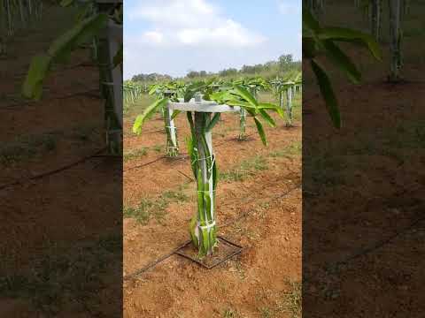 kalai edukura process start panniachu - YouTube