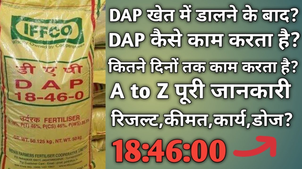 DAP खेत में डालने के बाद कैसे काम करता है ? | Dap कितने दिन तक काम करता ...