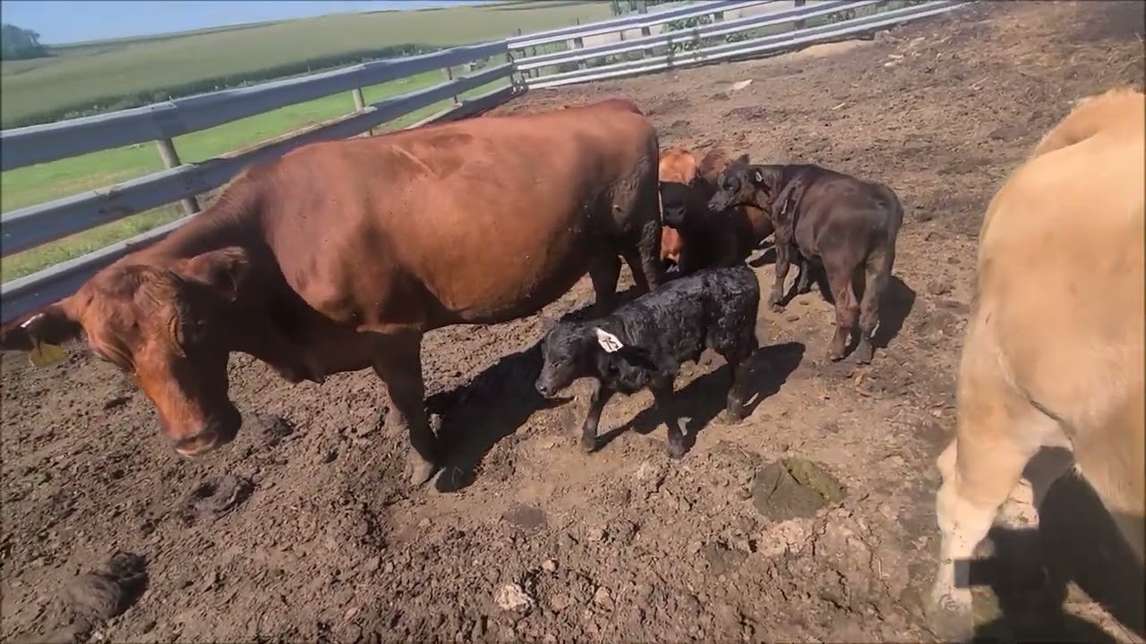 Do You Smell Cows - YouTube