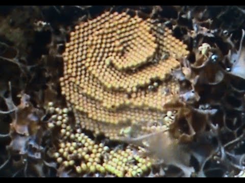 Native Stingless Bees: Carbonaria & Hockingsi Spring Update. - YouTube