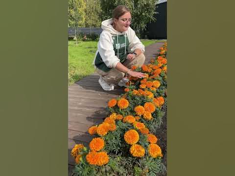 Бархатцы Антигуа 🍀 - YouTube