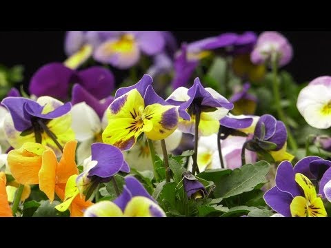 Bratki - rośliny na balkony i tarasy. Fiołki ogrodowe - kwiaty na ...