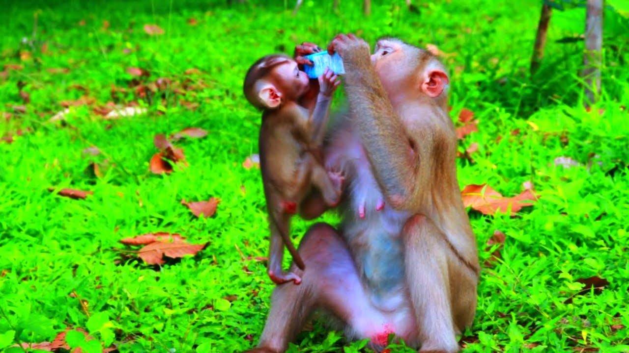 Baby Jenifer Wants Mom Share Milk | Monkey Tube - YouTube