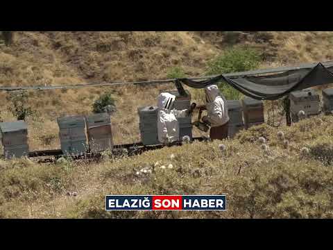 Röportaj Sırasında Arılar Saldırdı: Kovan Başında Zor Anlar Yaşadı