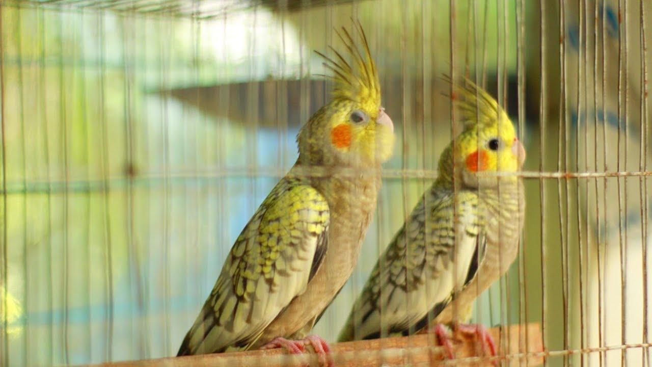 লাভ বার্ড পাখি পালন পদ্ধতি ও দাম|Love bird Pakhi Palon|Budgies parrots ...