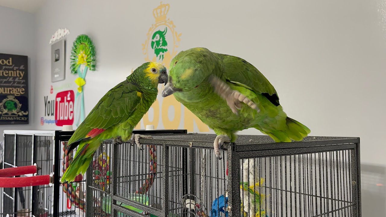Funny talking parrot/loros hablando/como cuidar un loro/como mi loro ...
