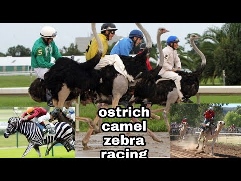 Ostrich,Camel,Zebra Races at Prairie meadows race tracks - YouTube