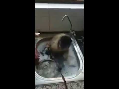 Bulaşıkları Yıkayarak Sahibine Yardımcı Olan Maymun