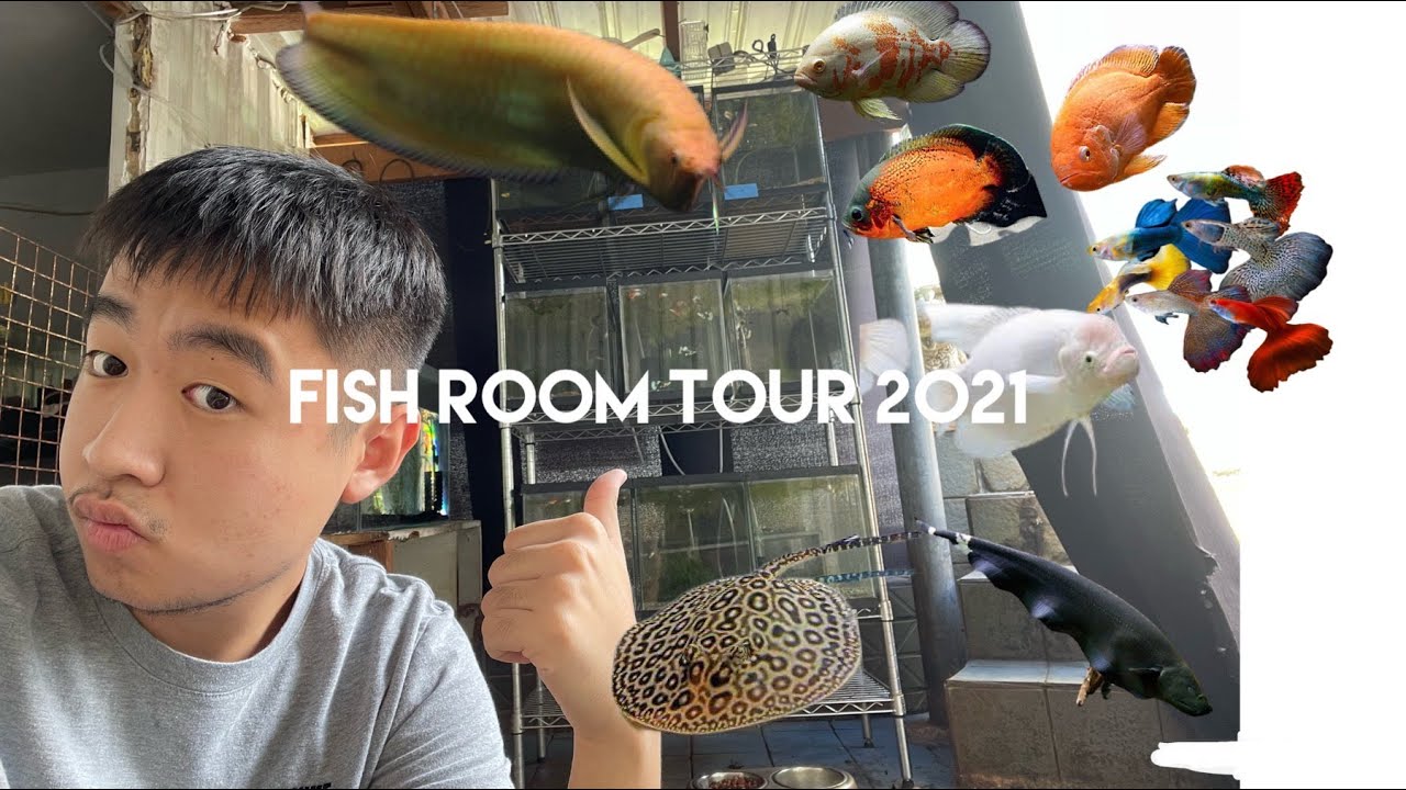 My Fish Room Tour 2021 (Ep.2) - YouTube