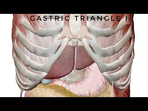 Gastric triangle | Boundaries | Clinical significance | med tutorials ...