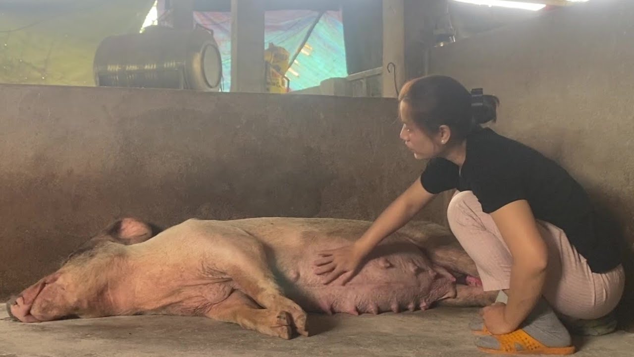 Pig farming: Emergency Care for a Sow Giving Birth Too Early. Sadly, I ...