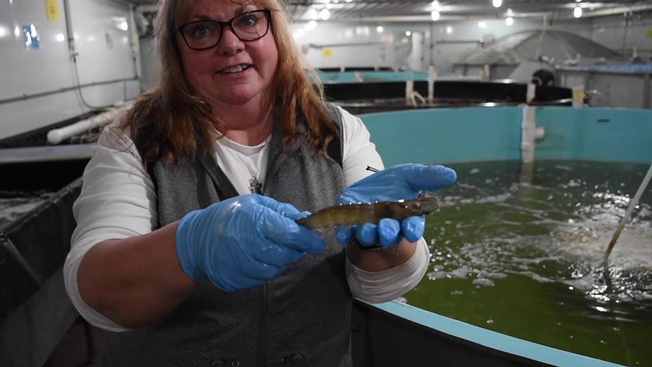 Local Farmers, Local Fish: Marine Shrimp - YouTube