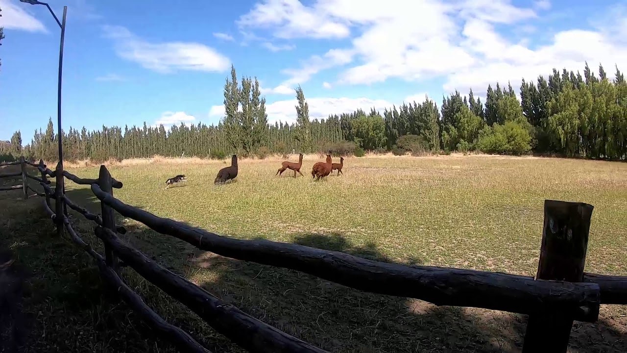 Alpaca scream - YouTube
