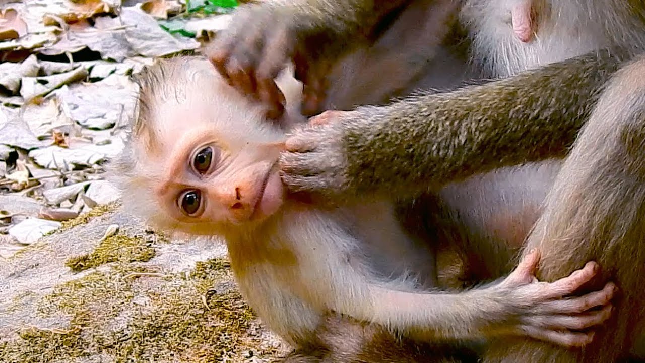 Weak Baby Monkey Desperately #BabyMonkey #monkey #AnimalsLife - YouTube