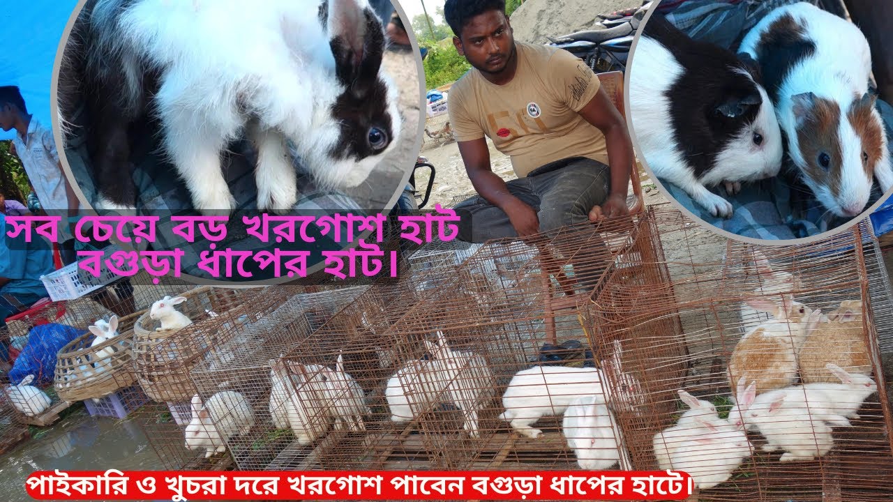 Rabbit market in Bangladesh ||খরগোশের হাট | খরগোশের দাম ২০২২ - YouTube