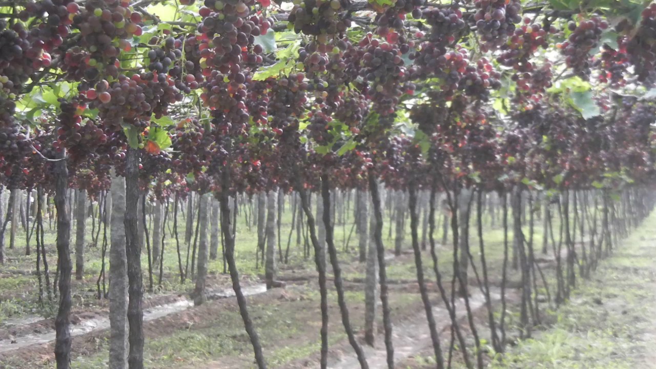 Grape Farm Tamil Nadu - YouTube