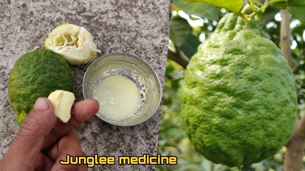 दाद खाज खुजली बिजौरा नींबू से 5 मिनिट में जड़ से खत्म Bijora nimbu ke ...