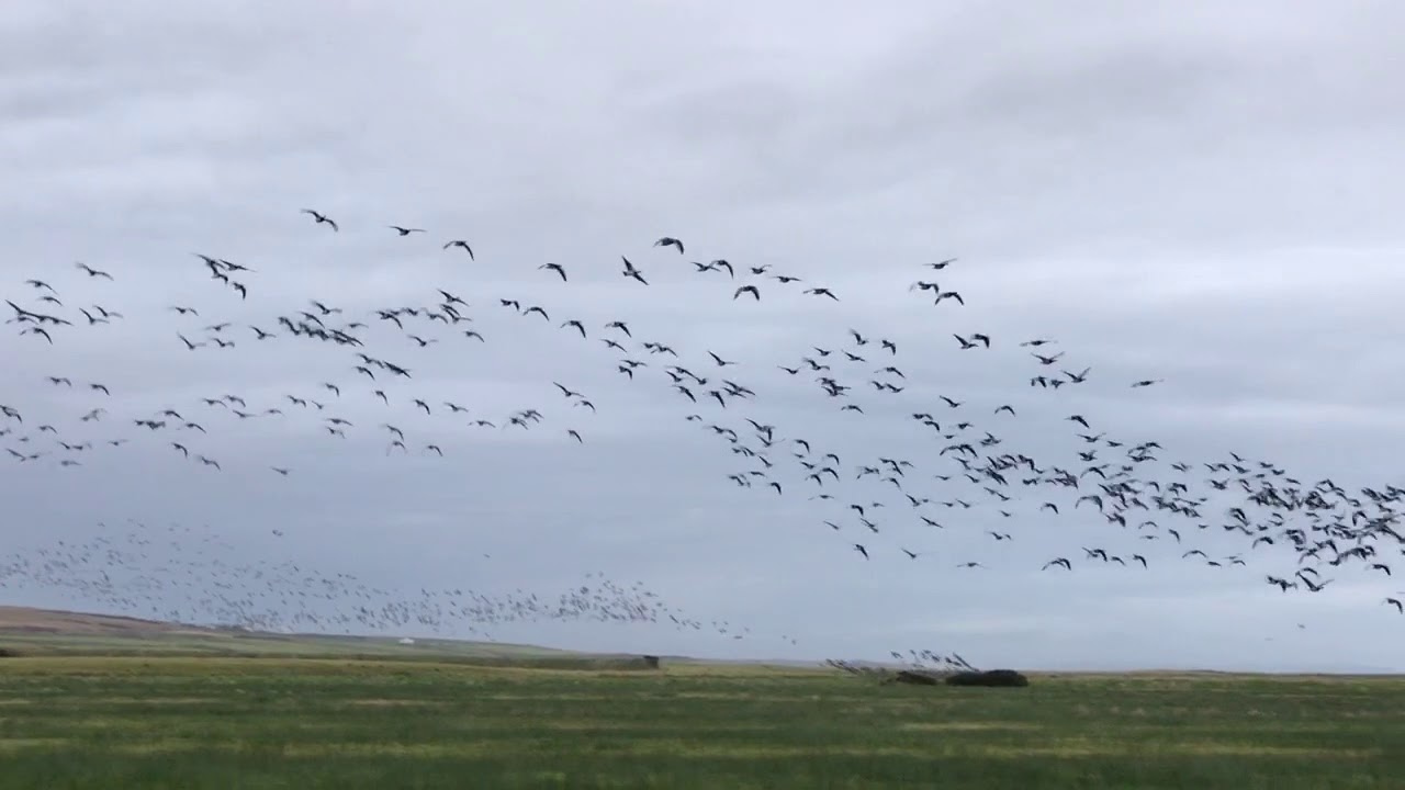 Barnacle Geese: Lift Off - YouTube