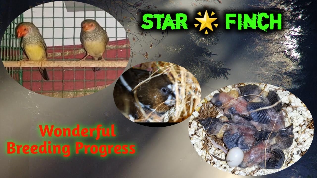 Star finch successfull breeding progress #starfinch Wonderful breeding ...