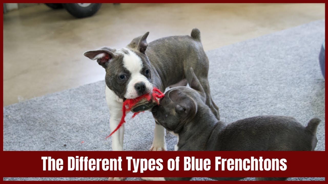 Different Types of Blue Frenchtons - YouTube