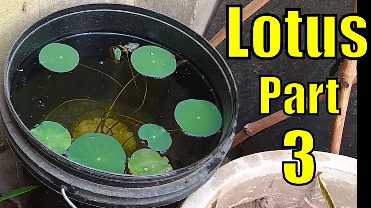 How to Grow Lotus ( Kanwal ) Flower From Seeds Part-3 - YouTube