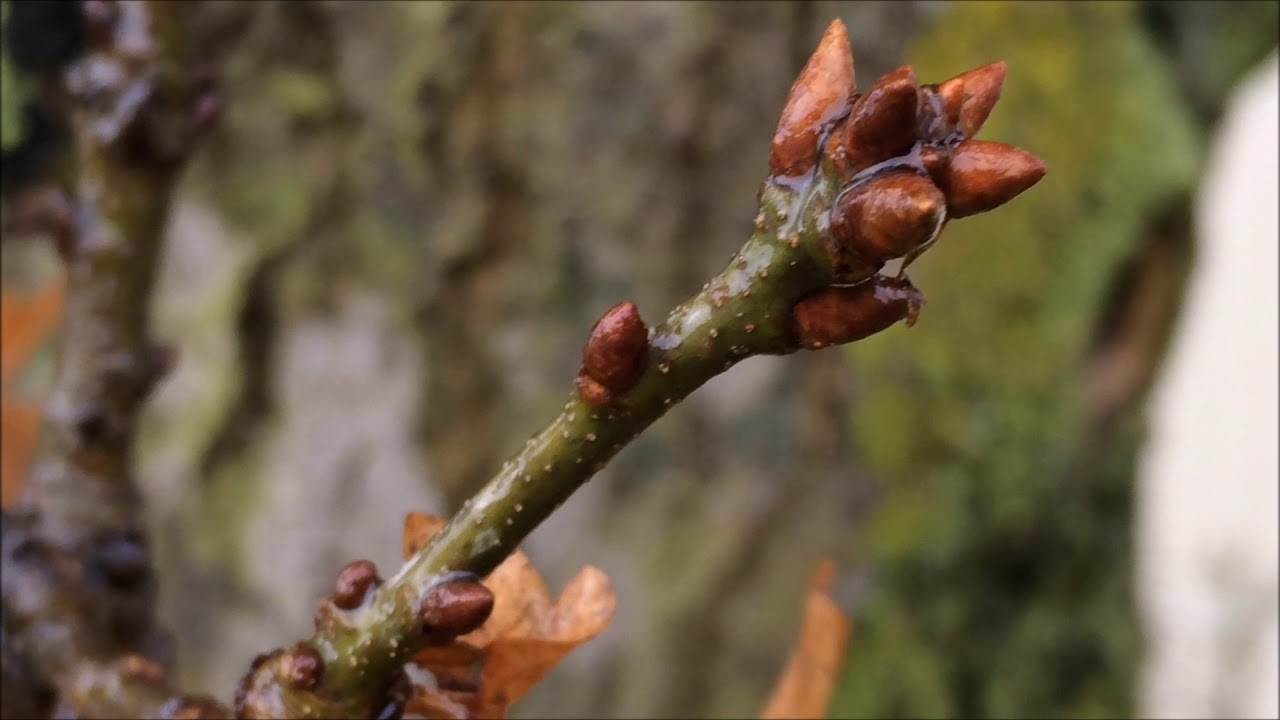 Sessile oak (Quercus petraea) - buds - March 2018 - YouTube