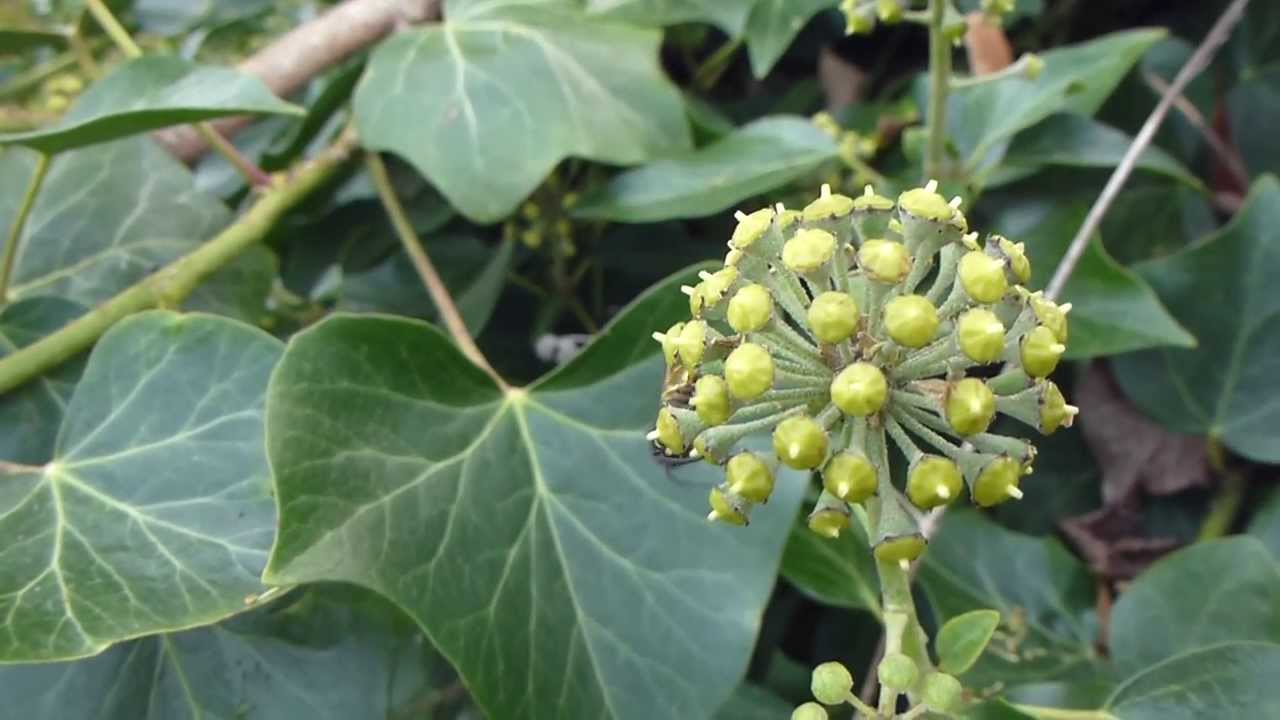 Ants on Ivy flowers - Hedera helix - Bergflétta - Gul blóm - þakin ...