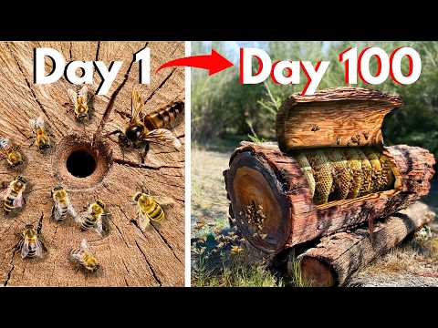 Simulating a Bee Colony For 100 days