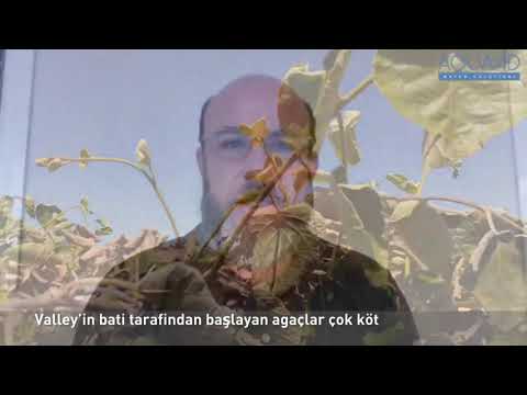 AQUA4D® Fındık, Badem Türü Ağaçların Üzerindeki Etkileri  | The effects of AQUA4D® on Nut Trees