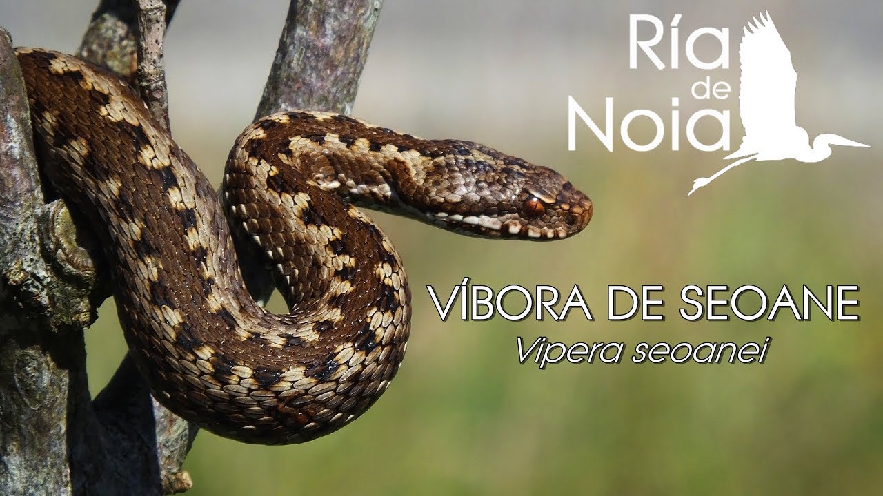 Víbora de Seoane, Vipera seoanei. Ría de Noia - YouTube