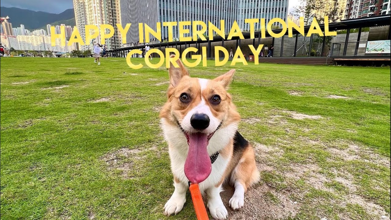 See Corgi celebrates International Corgi Day with his ugly faces. - YouTube