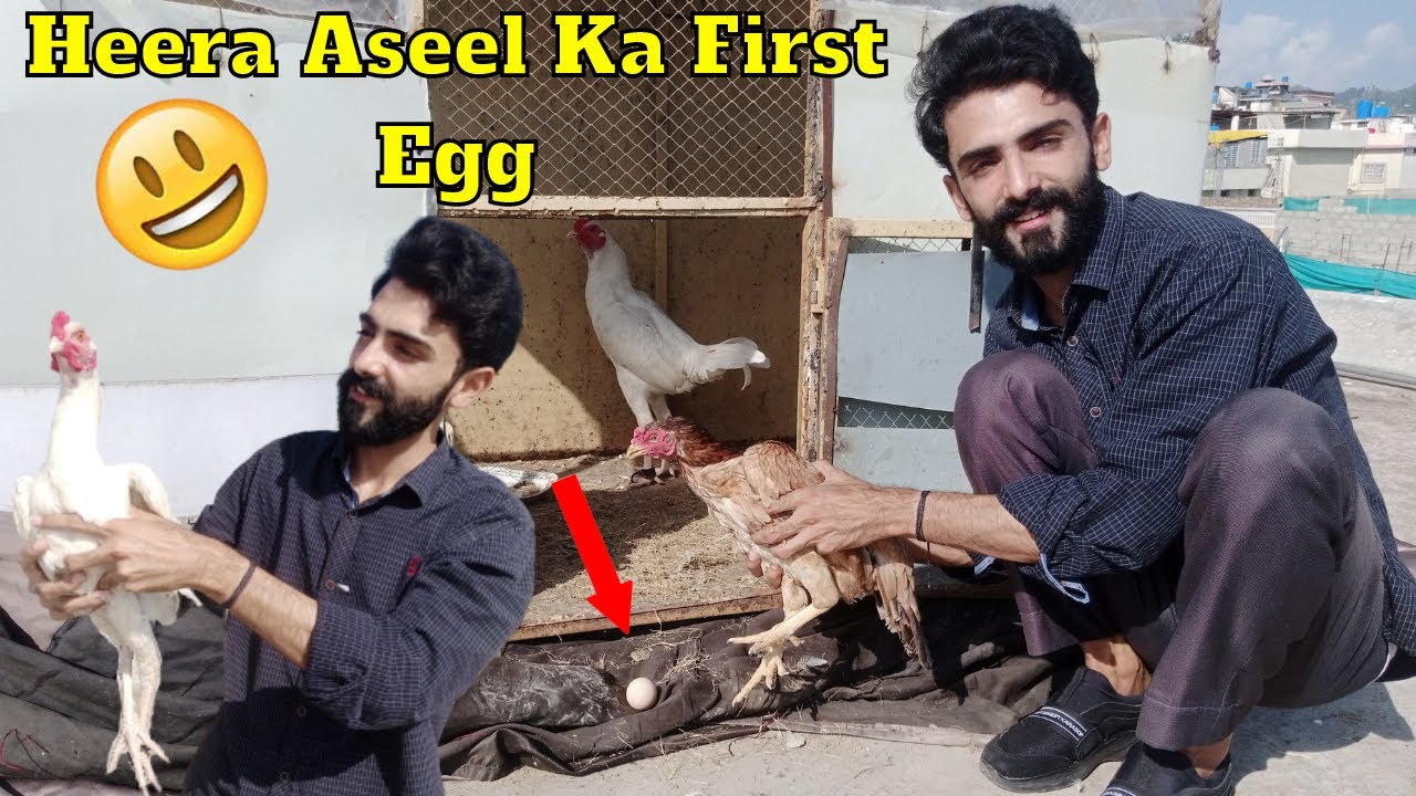 Heera Aseel Ka First Egg A Gaya 😀 Pets Vlog - YouTube