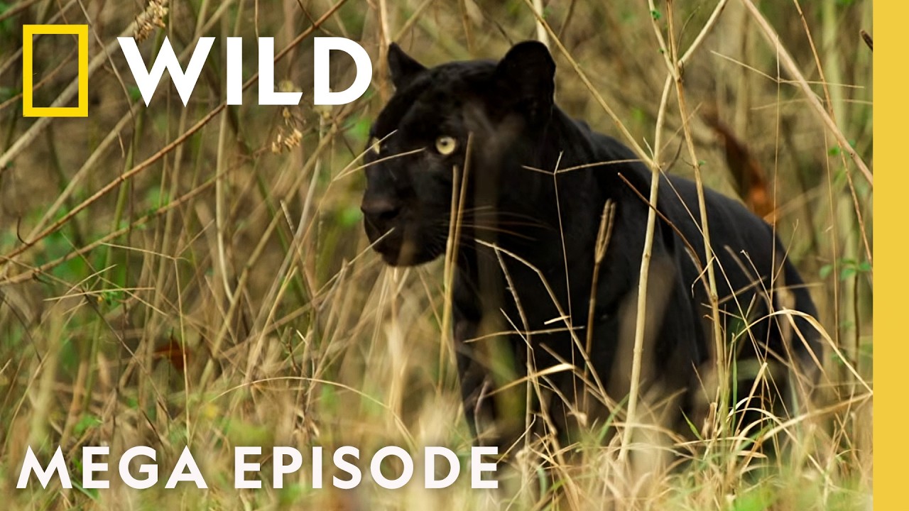 Exploring Big Cats Around the Globe | MEGA Episode | Nat Geo Animals ...