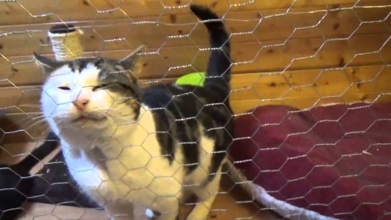 Episode 69 - Kitty Cafe Nottingham's 1st Cat Cafe - Cat Rescue Special ...