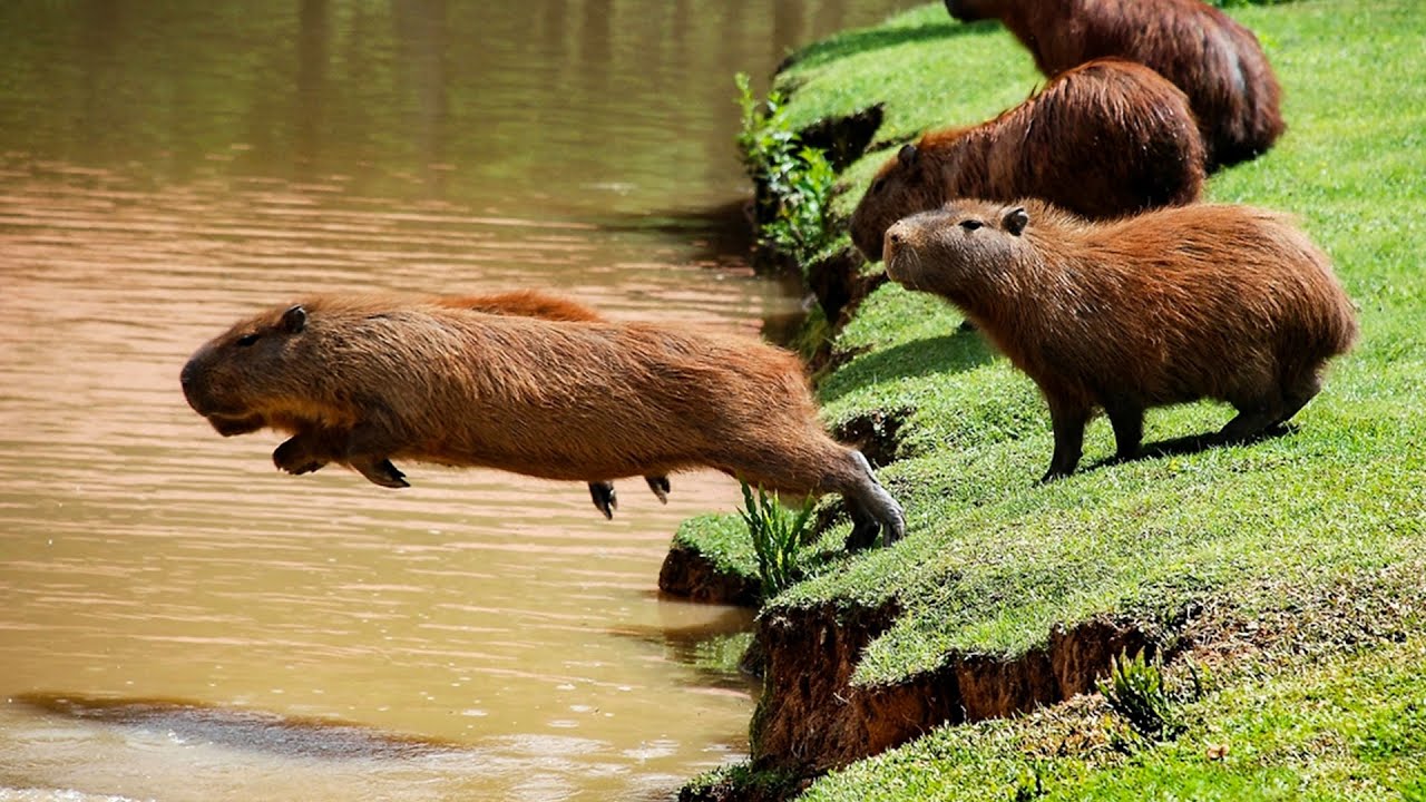 Capybara: Adorable Friendliest Animals! - YouTube