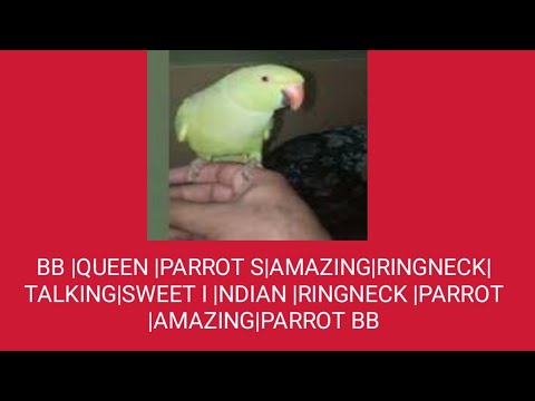 bb |queen|parrots|amazing|ringneck| talking|sweet I |ndian |ringneck ...