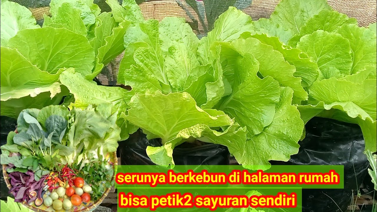 serunya berkebun di halaman rumah,bisa petik2 sayuran sendiri ‼️ berkebun di halaman rumah - YouTube