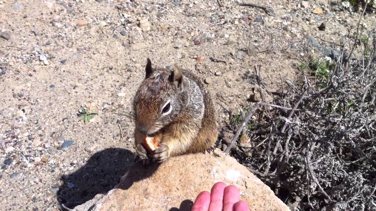 squirrel eating pizza - YouTube