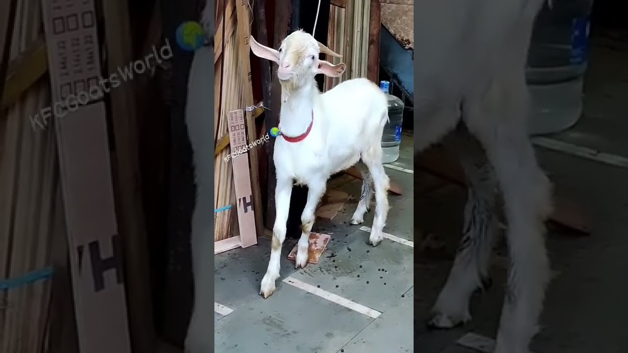 Pure Saanen Goat Adant 8 Months Full Pink Marble Sing White Khur ...