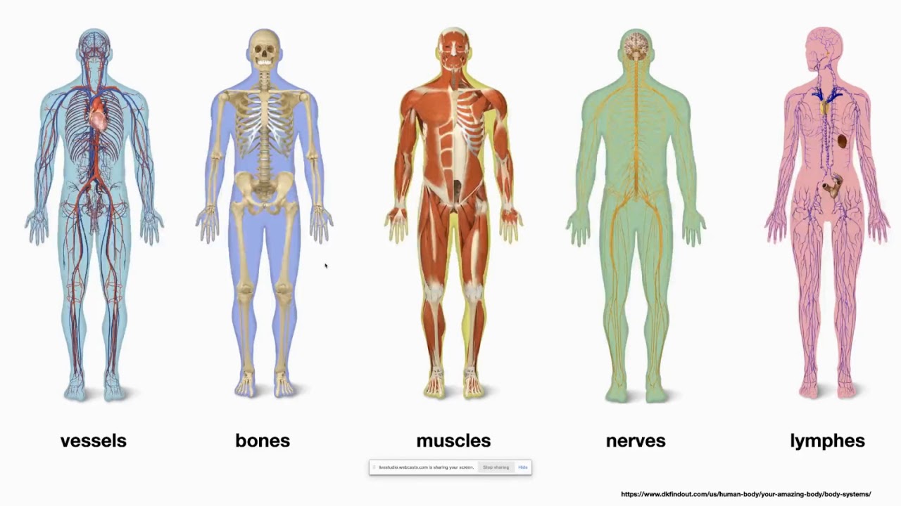 Whole-organ mapping using AI and light sheet microscopy - YouTube