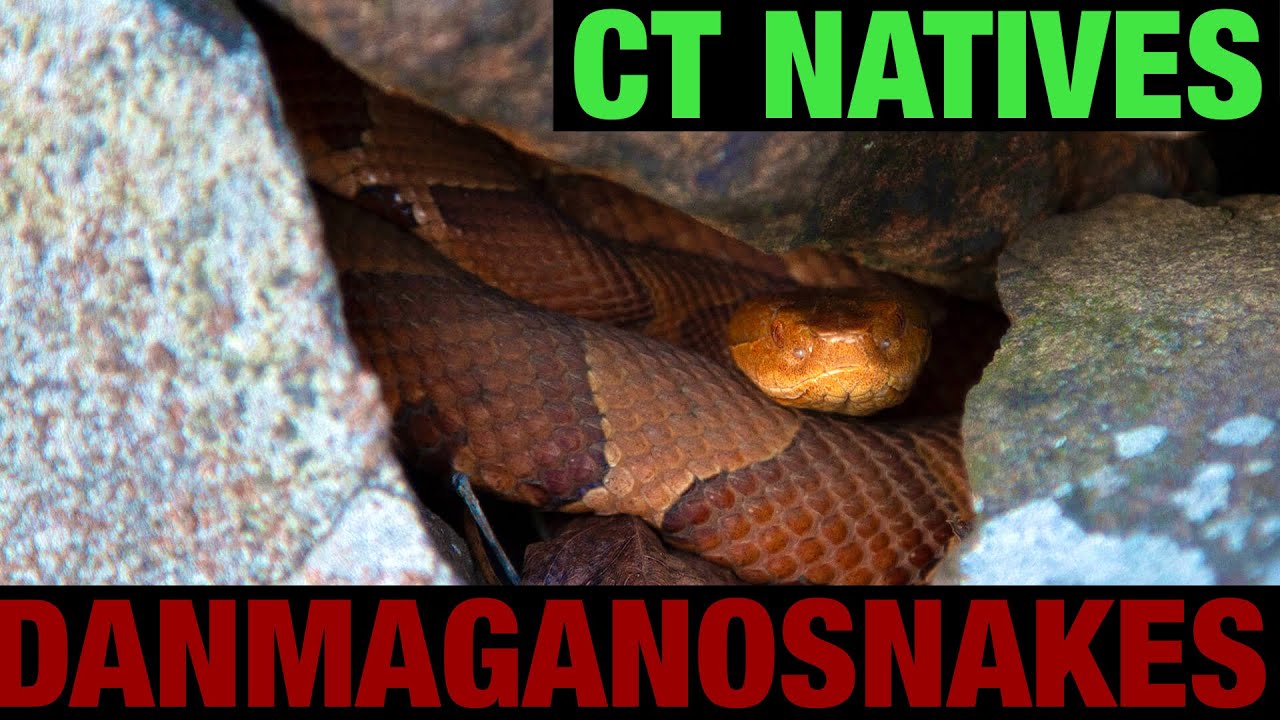 Episode 101: Connecticut's native snake species. Identification and ...