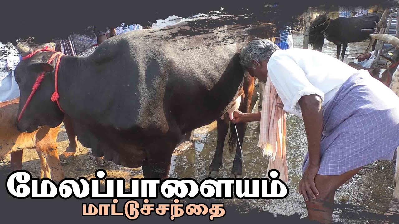 Melapalayam santhai | மேலப்பாளையம் மாட்டு சந்தை - YouTube