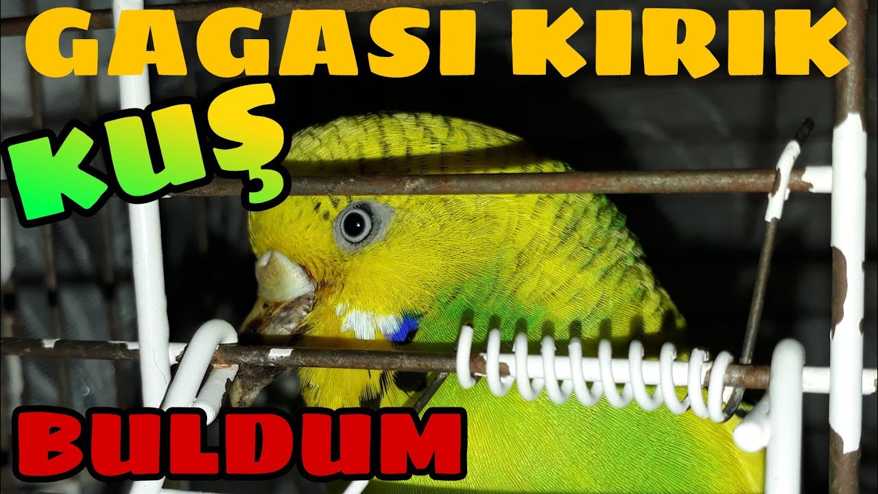 GAGASI KIRIK MUHABBET KUŞU BULDUM ( YARALI ) FISTIK - YouTube