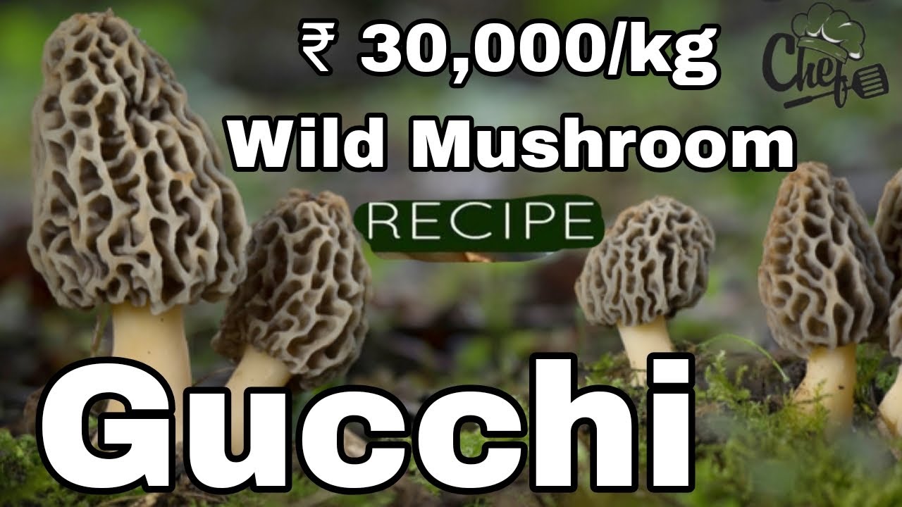 Worlds most expensive MUSHROOM || #Guchhi #Morel health benefits ...